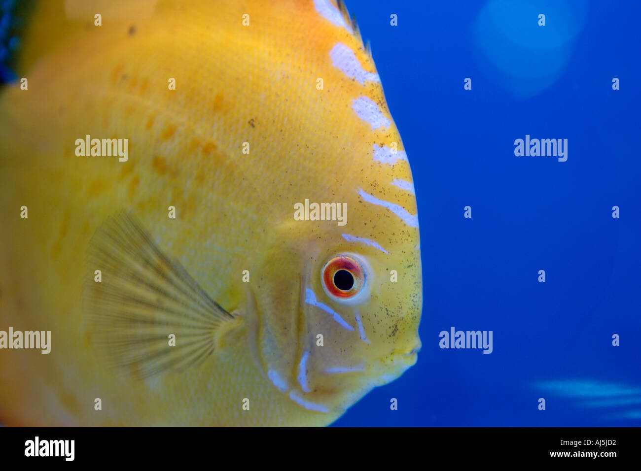 Yellow discus fish Stock Photo - Alamy