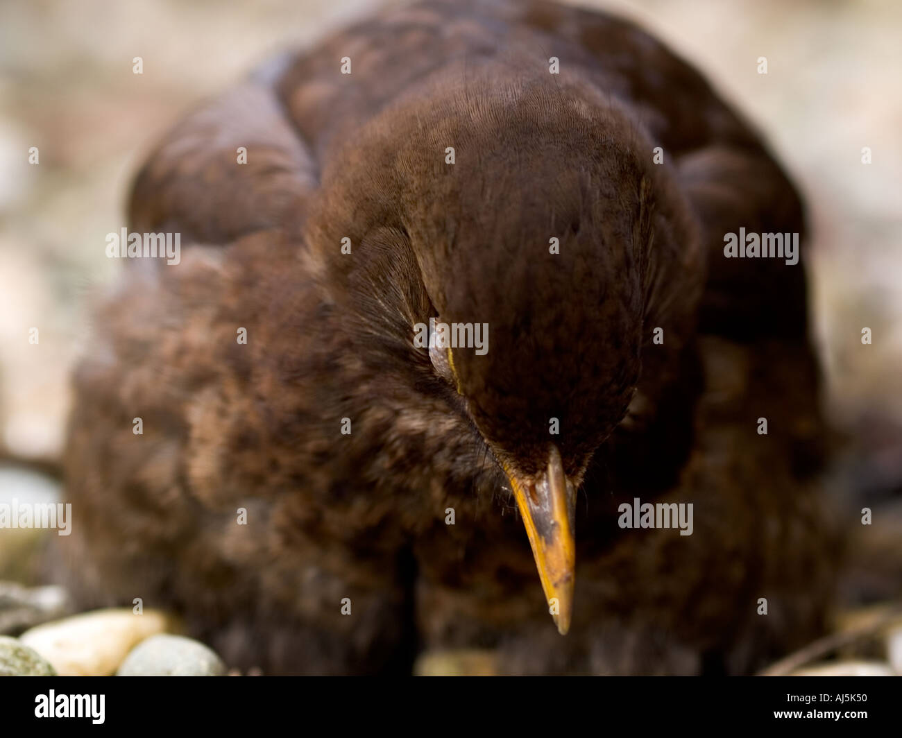 Bird sleeping blackbird hi-res stock photography and images - Alamy