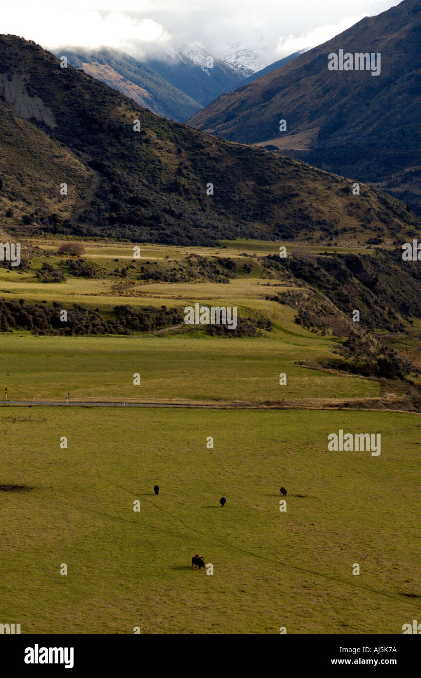 New Zealand South Island Sheep Country Stock Photo - Alamy