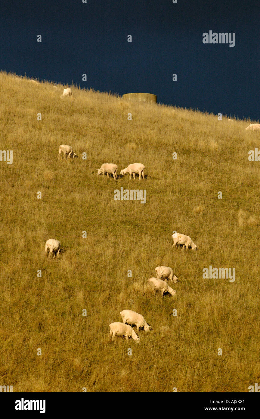 New Zealand South Island Sheep Country Stock Photo - Alamy