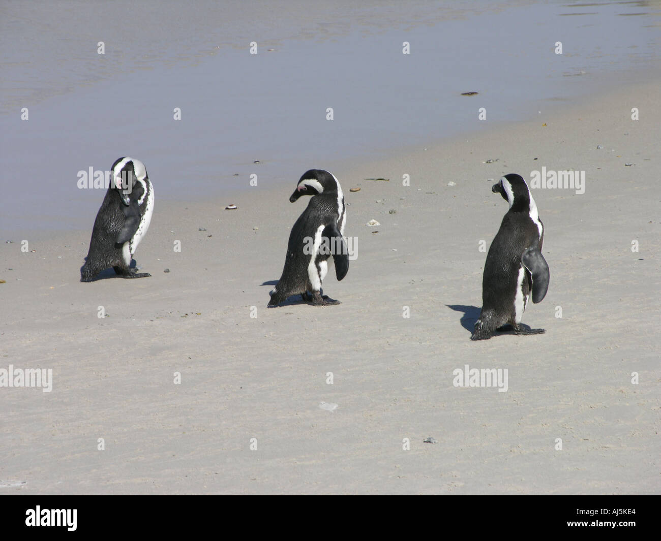 Three african penguins on hi-res stock photography and images - Alamy
