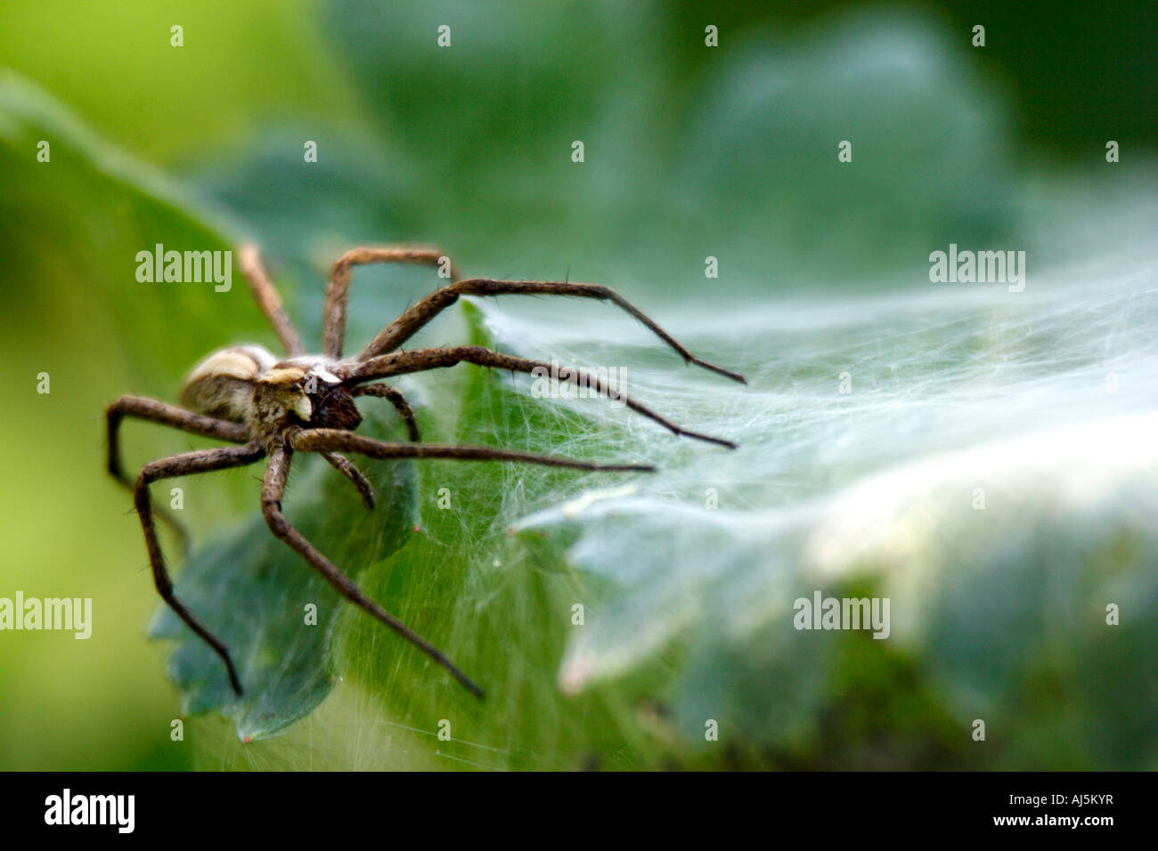 Mother and young spiders hi-res stock photography and images - Alamy