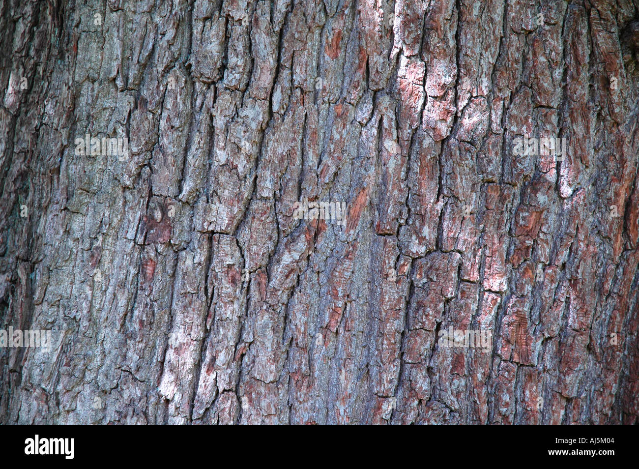 detail of sunlight on large oak tree with bark colour Stock Photo - Alamy
