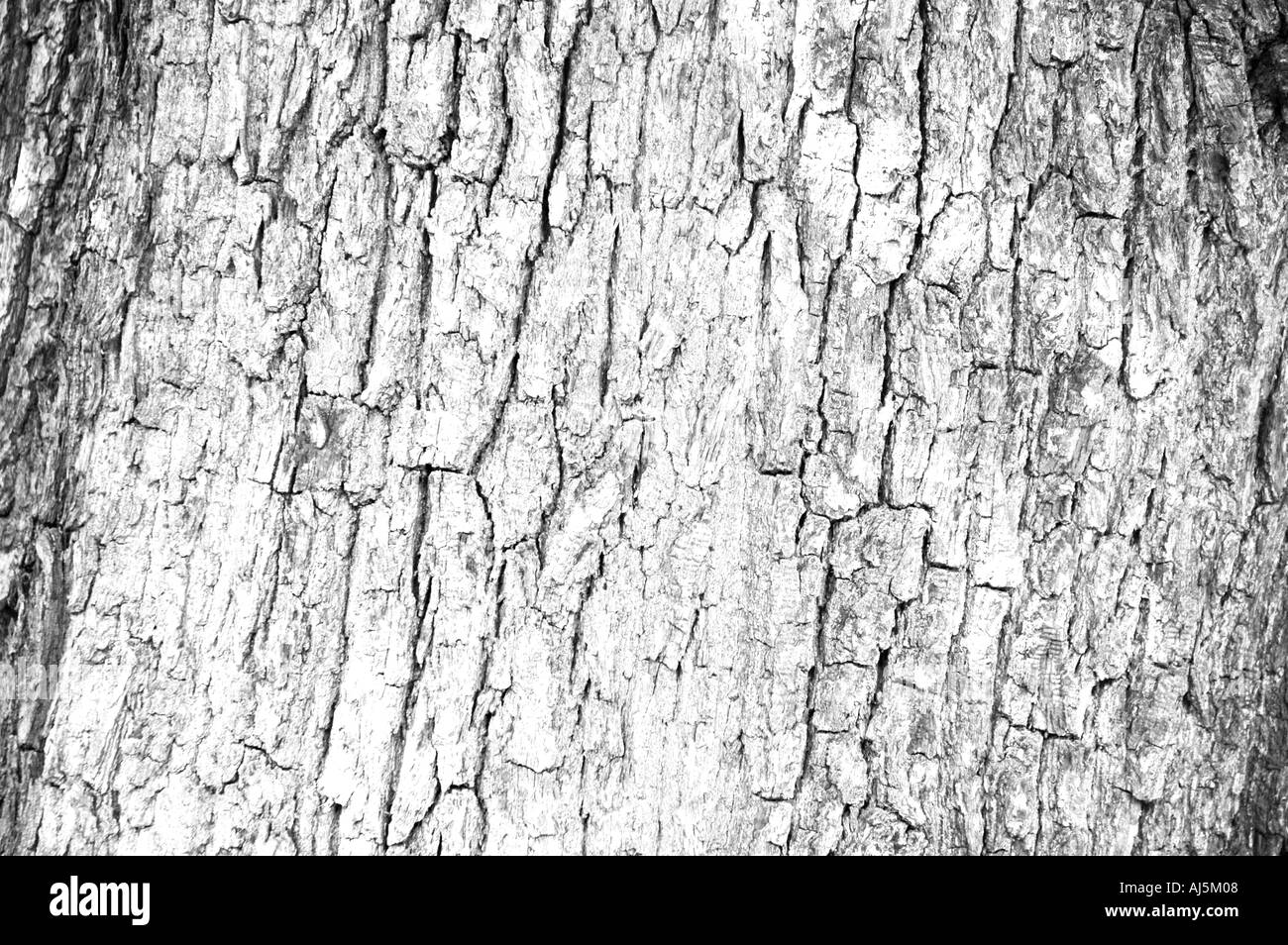 detail of sunlight on large oak tree with bark bleeding white with ...