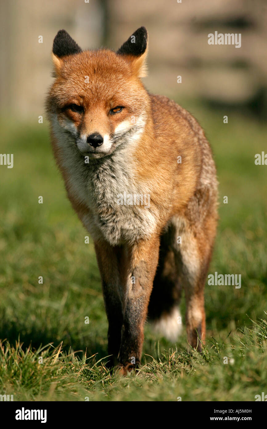 Red fox (Vulpes vulpes) showing black ear markings Stock Photo - Alamy