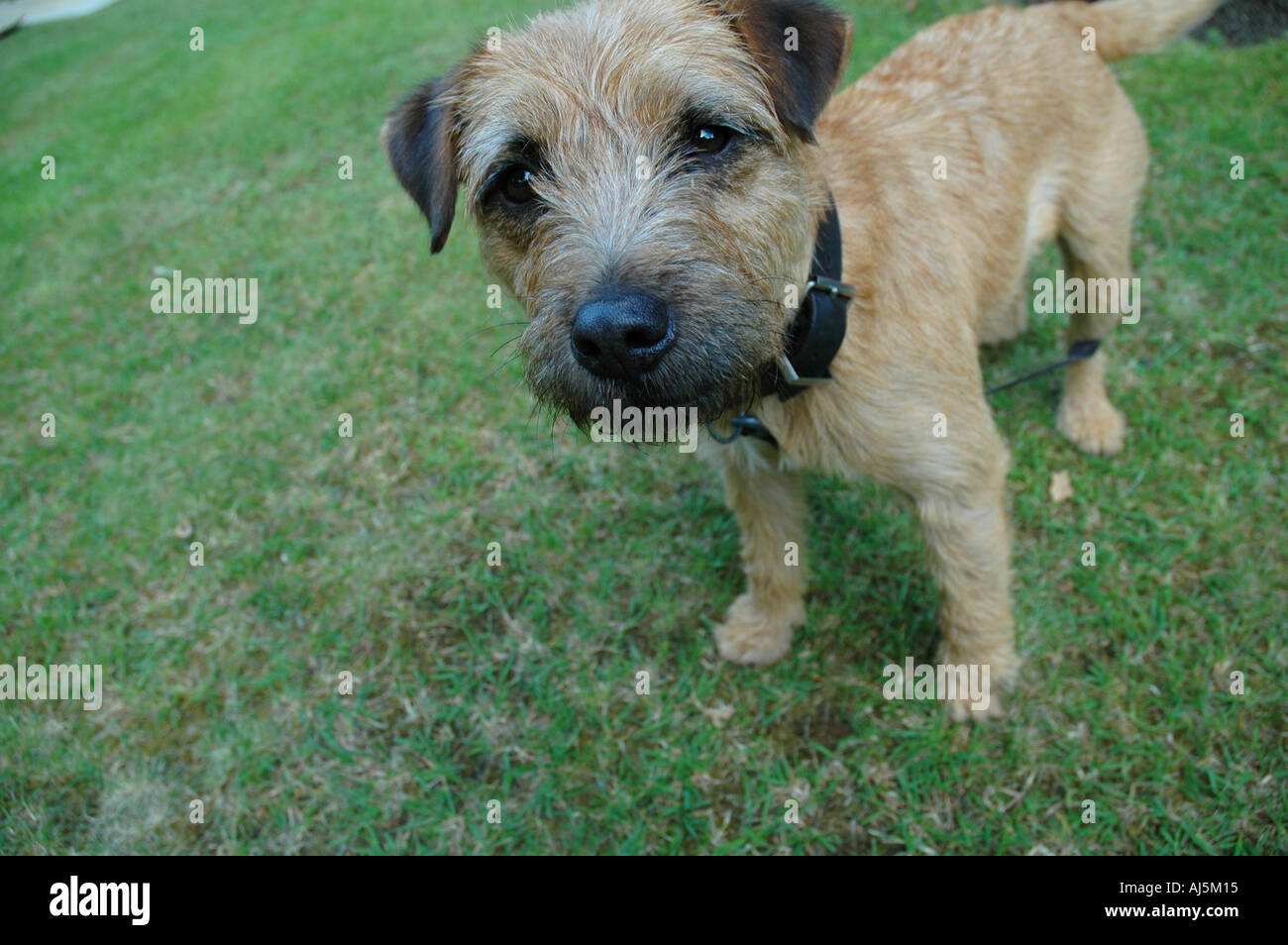 cute dog looking sypathetically at camera Stock Photo - Alamy
