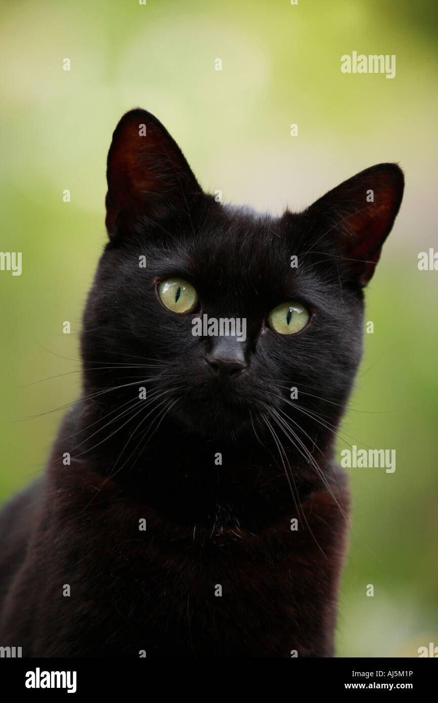 Black cat portrait Stock Photo - Alamy