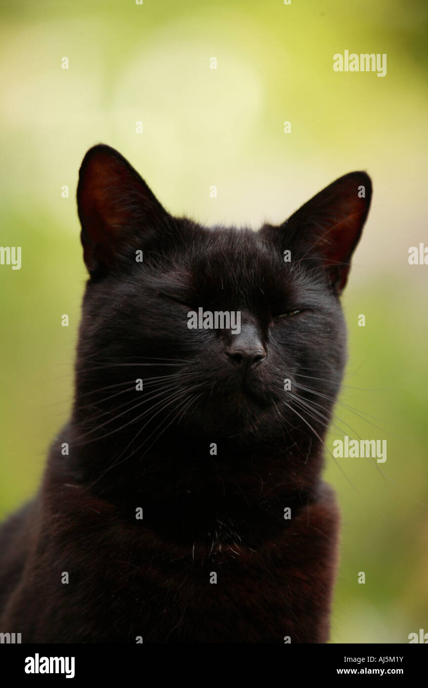 Blinking cat hi-res stock photography and images - Alamy