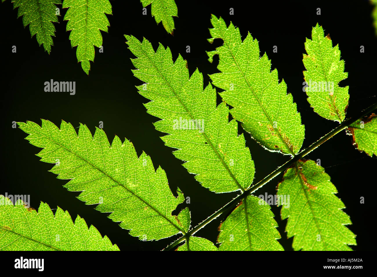 leaf close up very detailed Stock Photo - Alamy