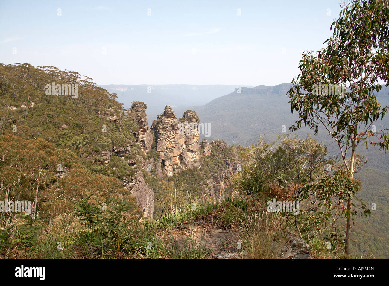 Three Sisters rocks with ferns and forest trees from lookout in ...
