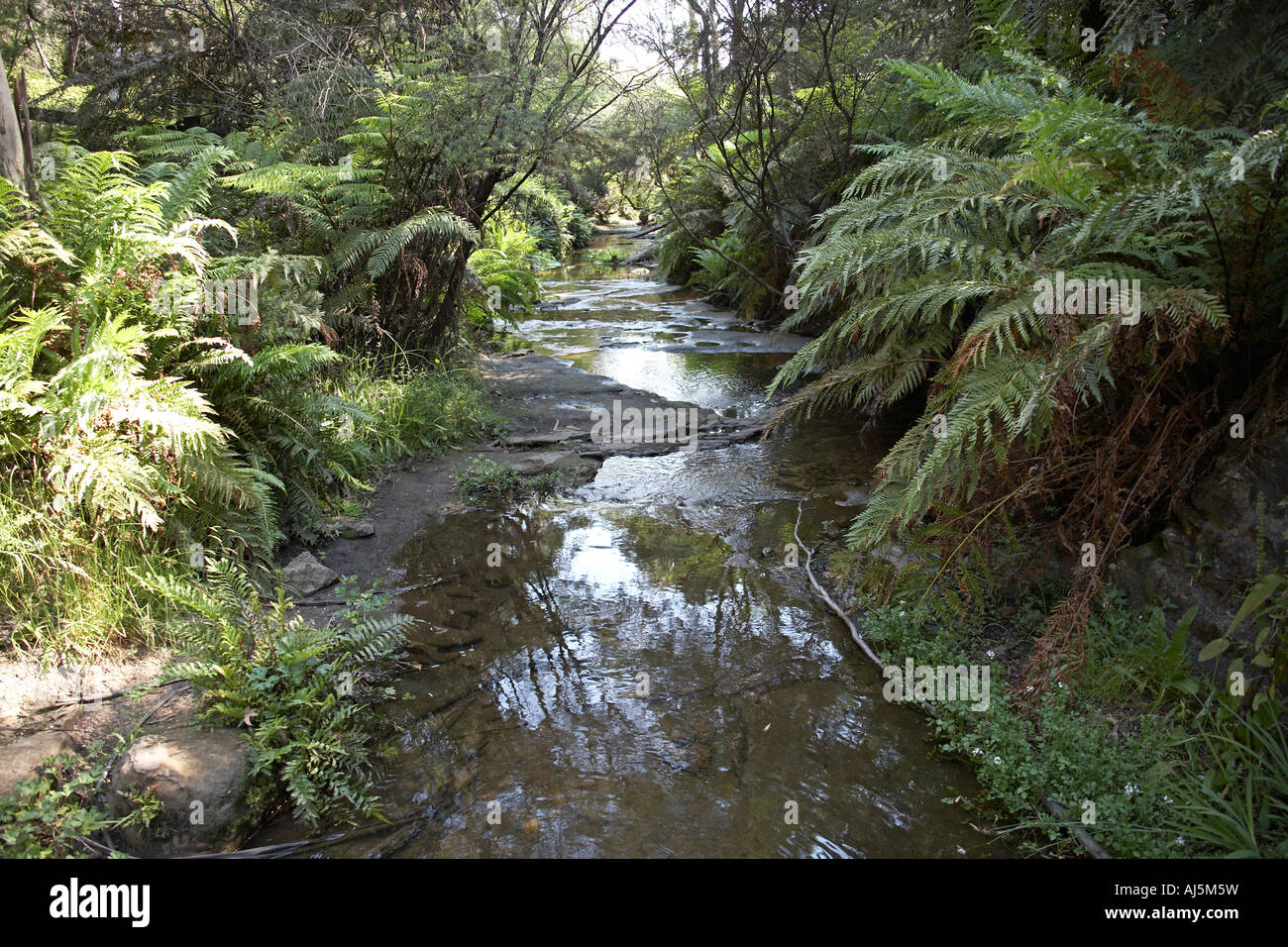 Stream with ferns in forest near Katoomba Blue Mountains New South ...