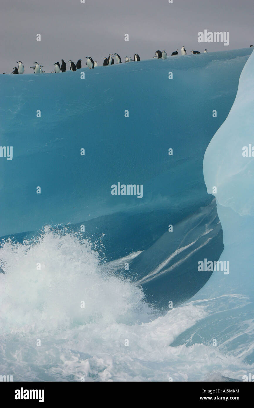 Chinstrap penguins on an iceberg in the South Sandwich Islands Stock ...