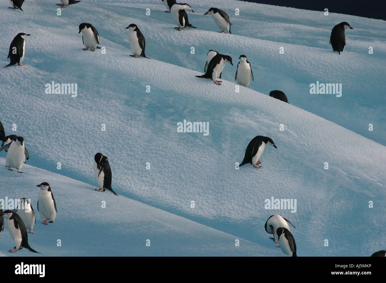Candlemas island south sandwich islands hi-res stock photography and ...