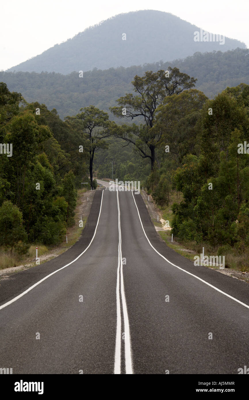 Road receding into the distance through gum or eucalyptus tree forests ...