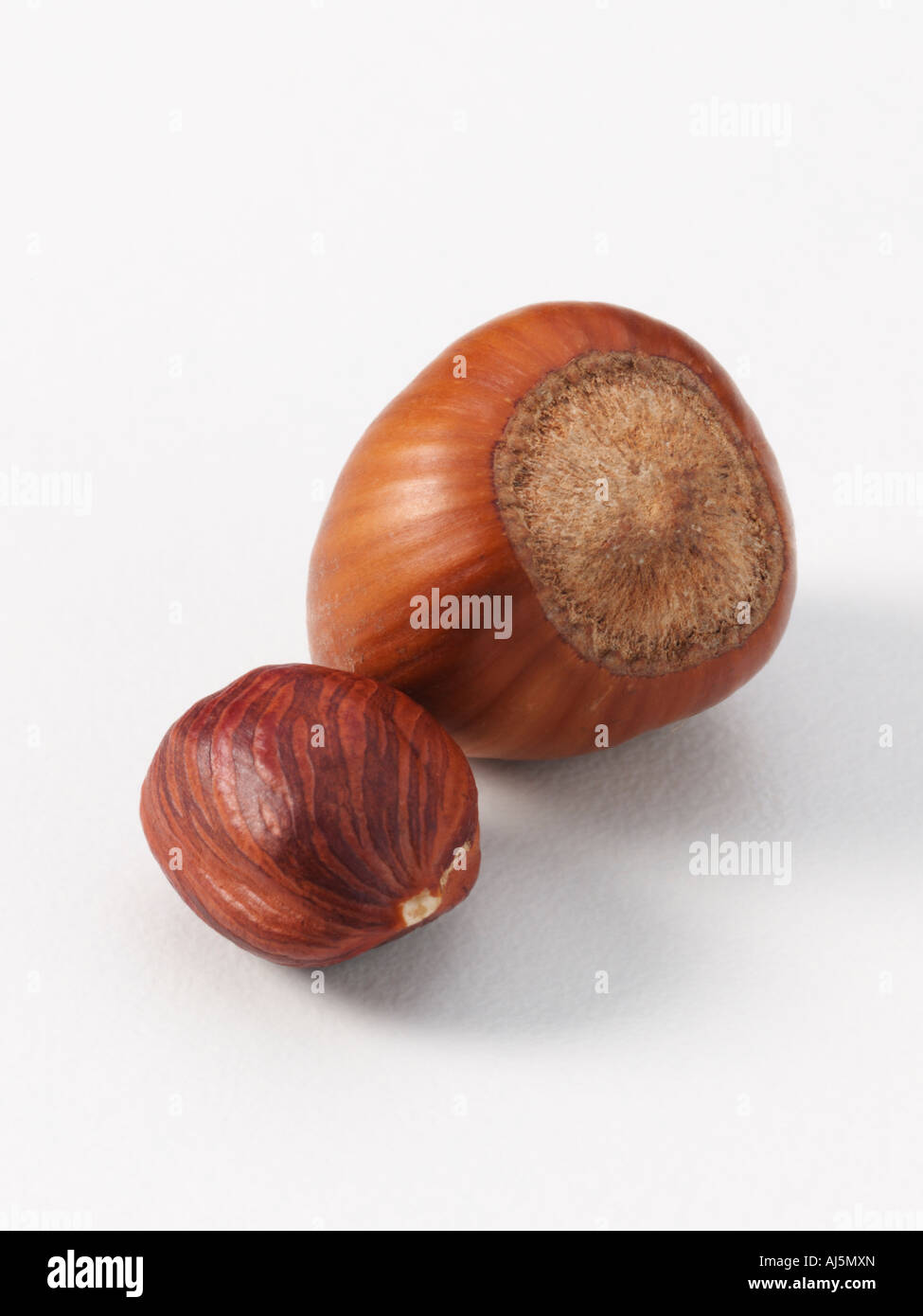 Two hazel nuts one shelled on a white background Stock Photo - Alamy