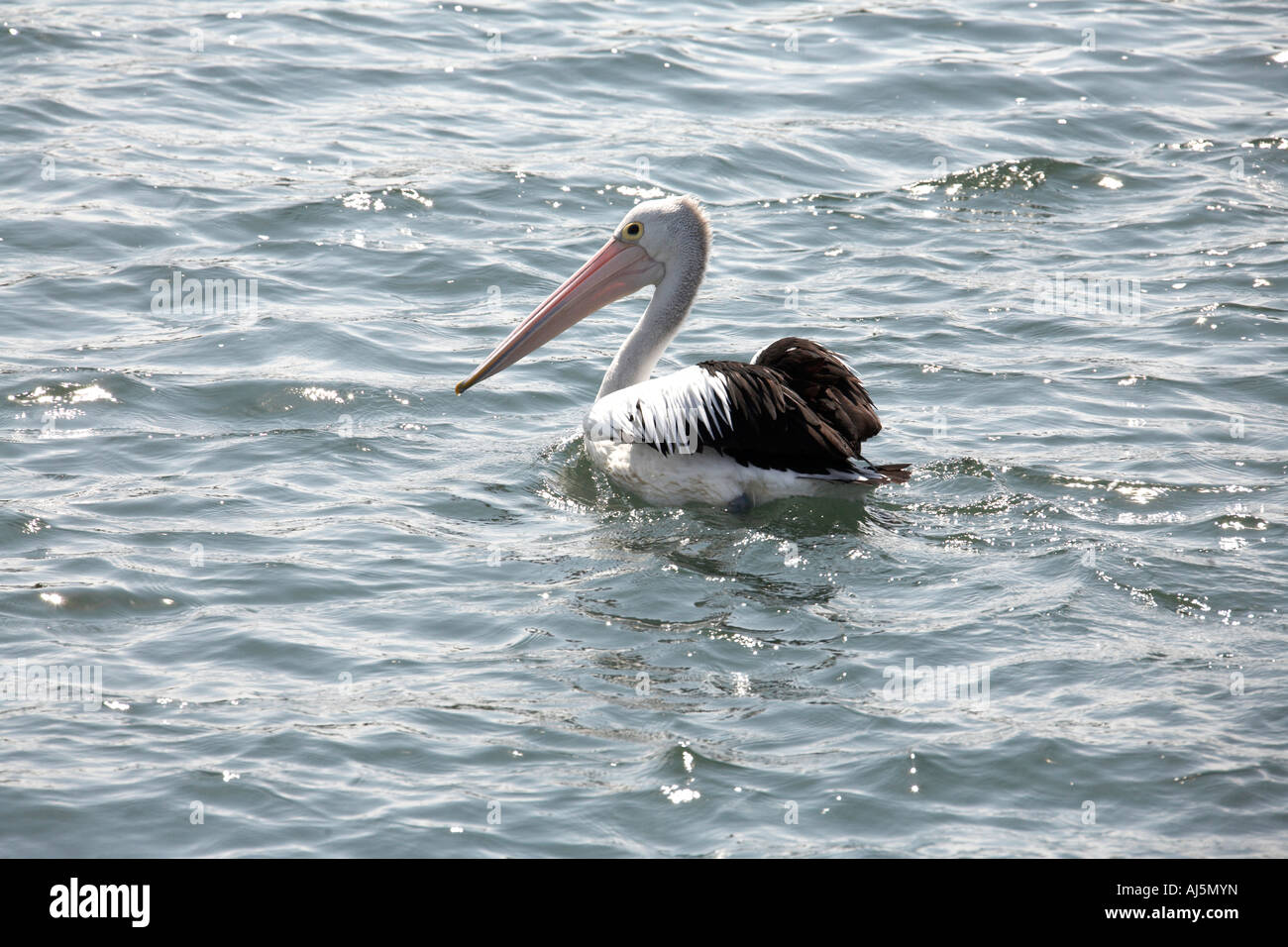 Australian pelican nest hi-res stock photography and images - Alamy