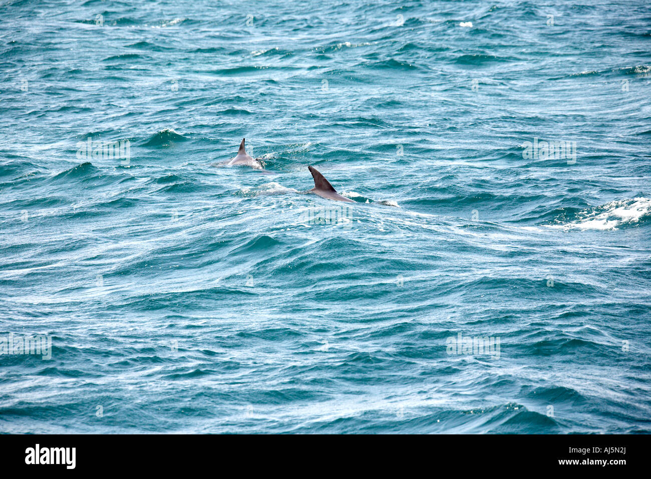 Bottlenose dolphins swimming in water near Hawks Nest Port Stephens New ...