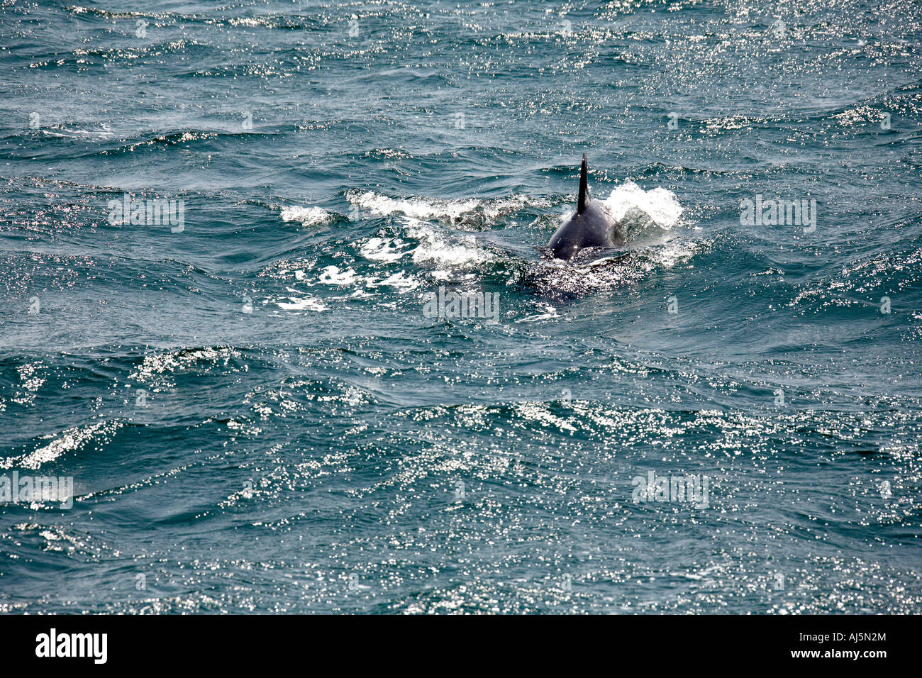 Bottlenose dolphins swimming in water near Hawks Nest Port Stephens New ...