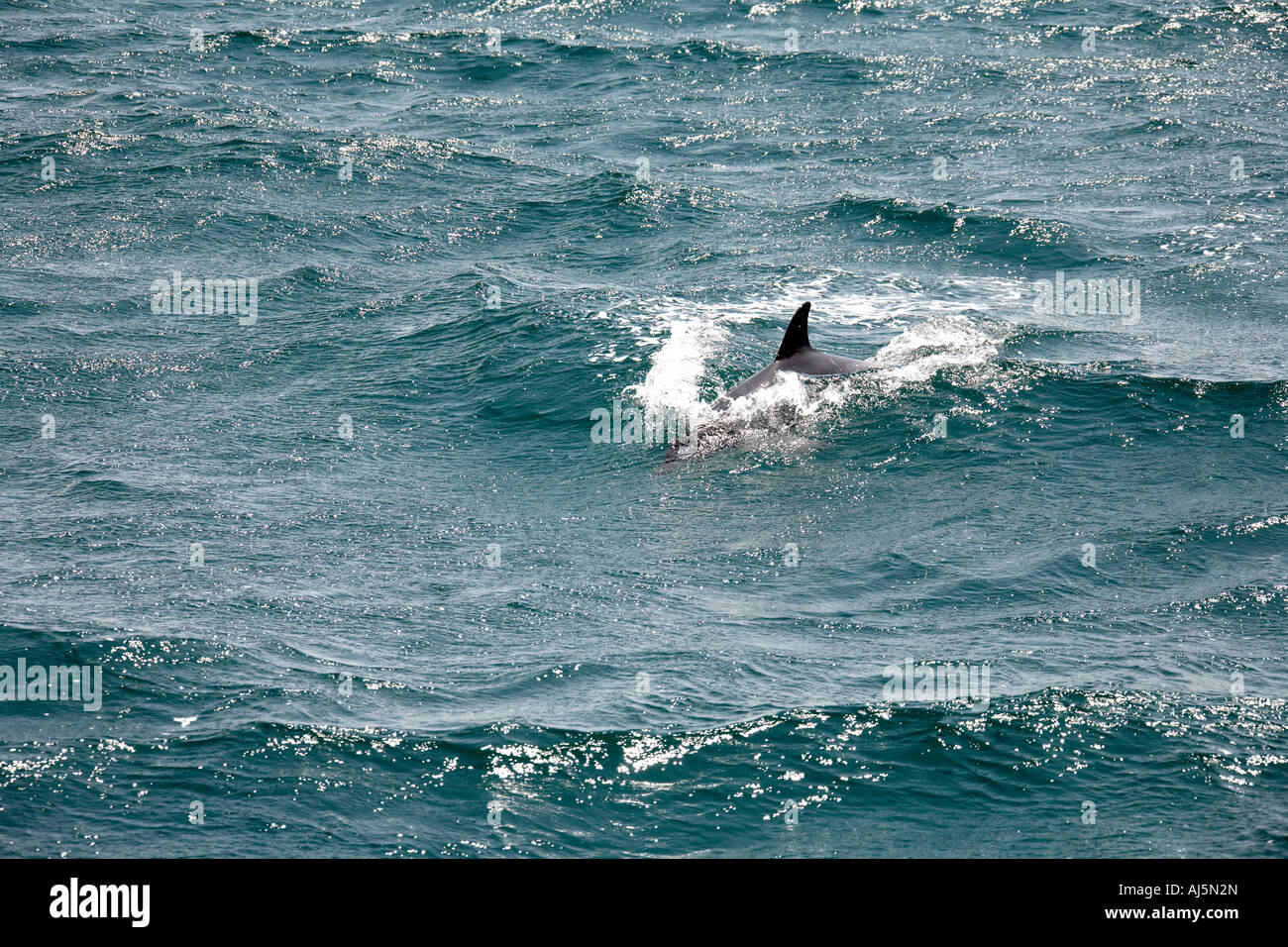 Bottlenose dolphins swimming in water near Hawks Nest Port Stephens New ...
