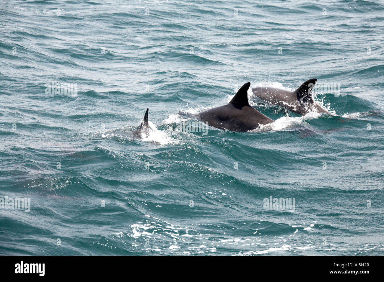 Port stephens dolphin australia hi-res stock photography and images - Alamy