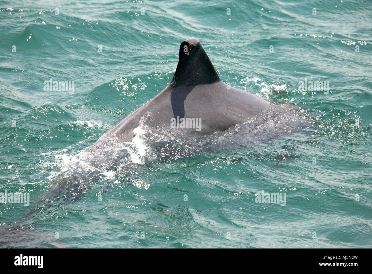 Dolphin In Water