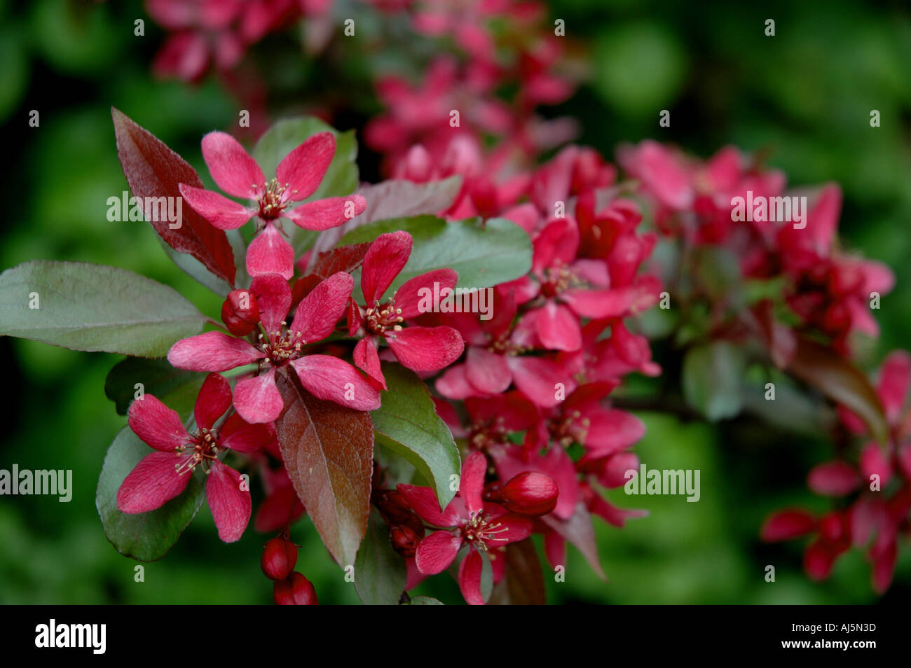 red pink petaled plant Stock Photo - Alamy