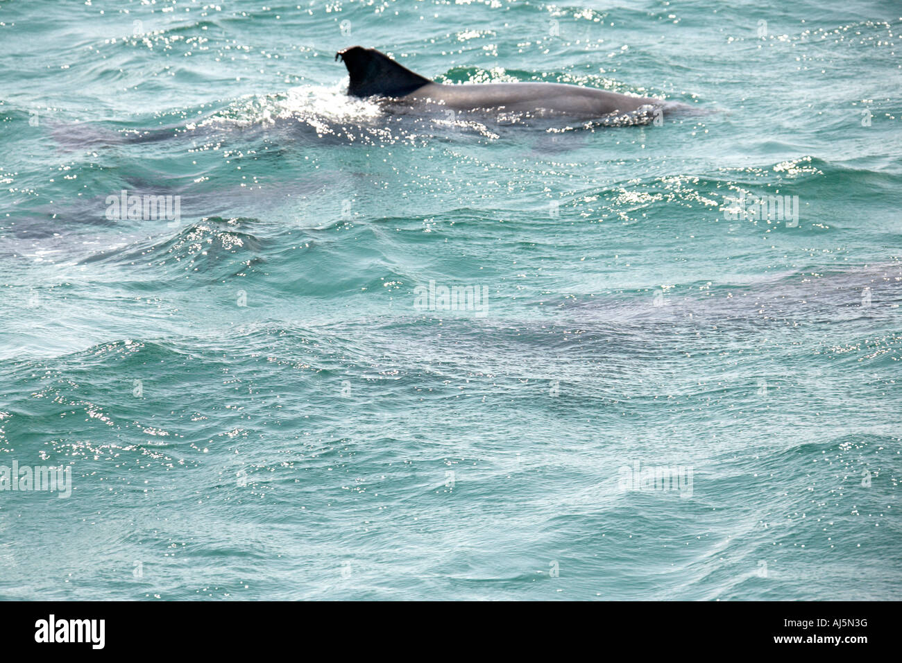 Bottlenose dolphins swimming in water near Hawks Nest Port Stephens New ...