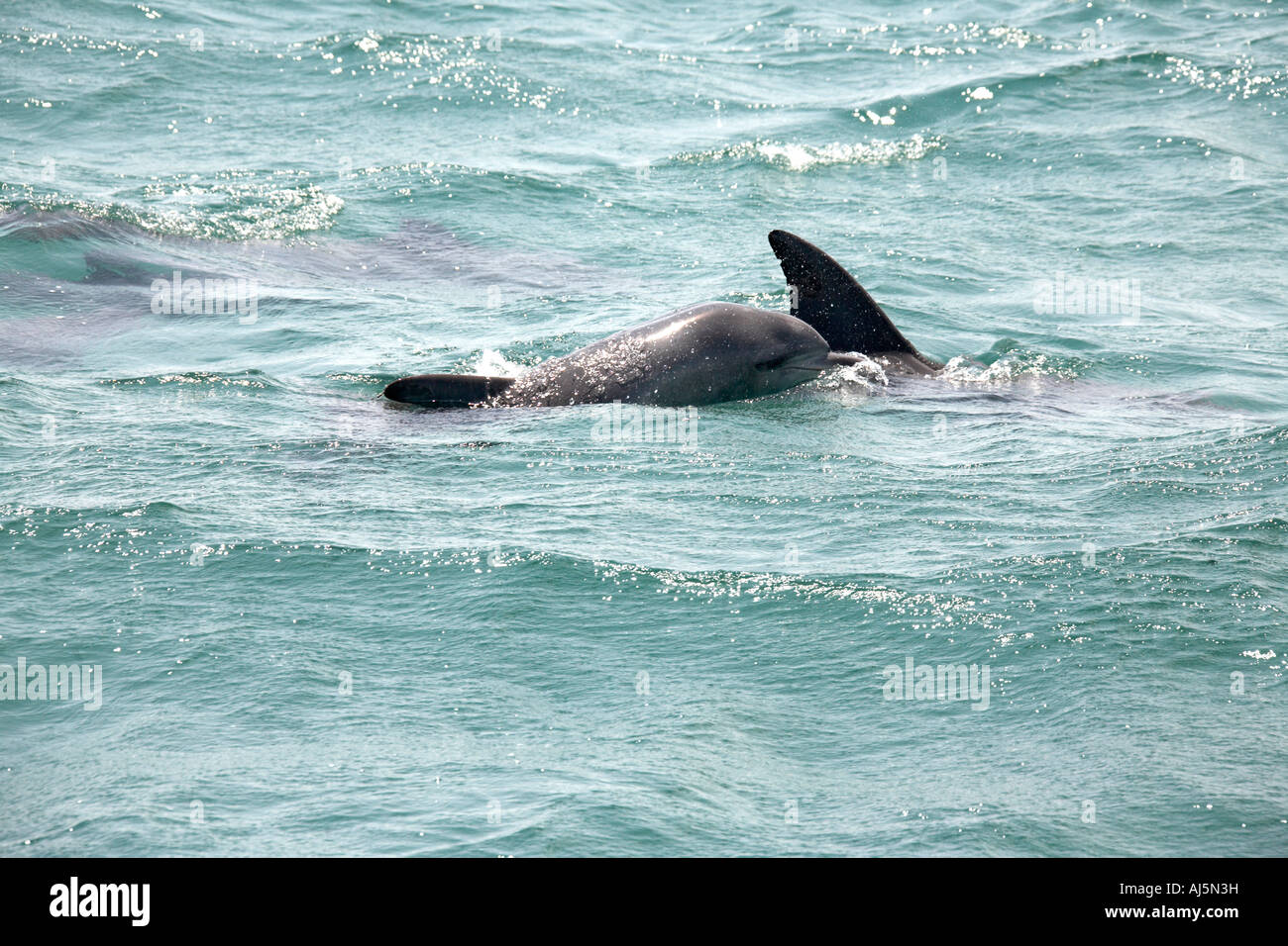 Bottlenose dolphins swimming in water near Hawks Nest Port Stephens New ...