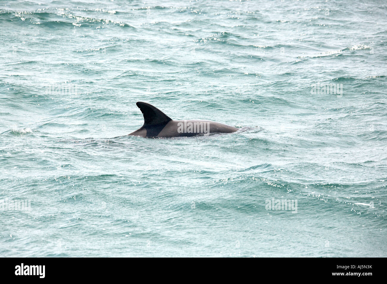 Bottlenose dolphins swimming in water near Hawks Nest Port Stephens New ...