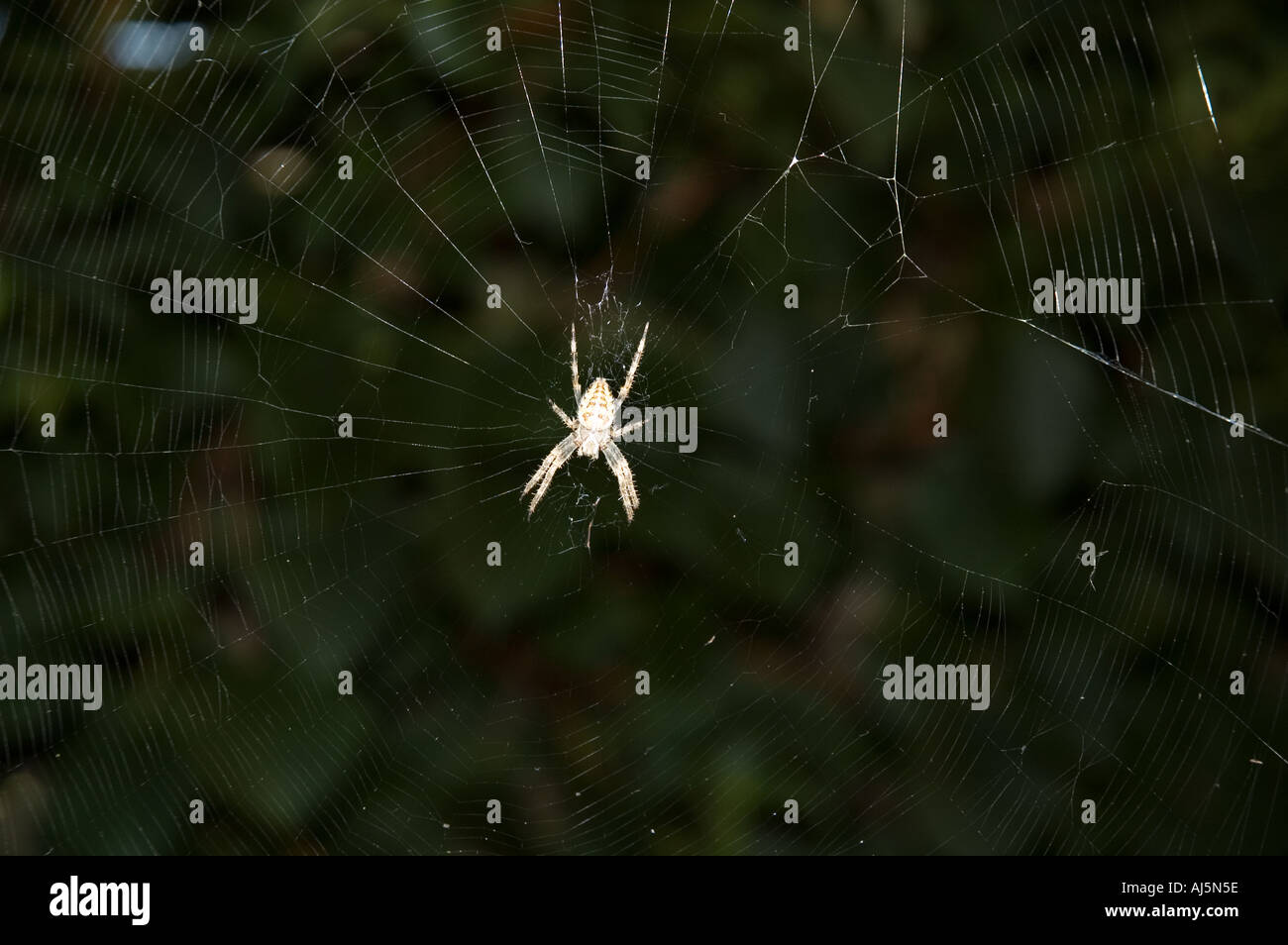 large spider in web colour Stock Photo - Alamy