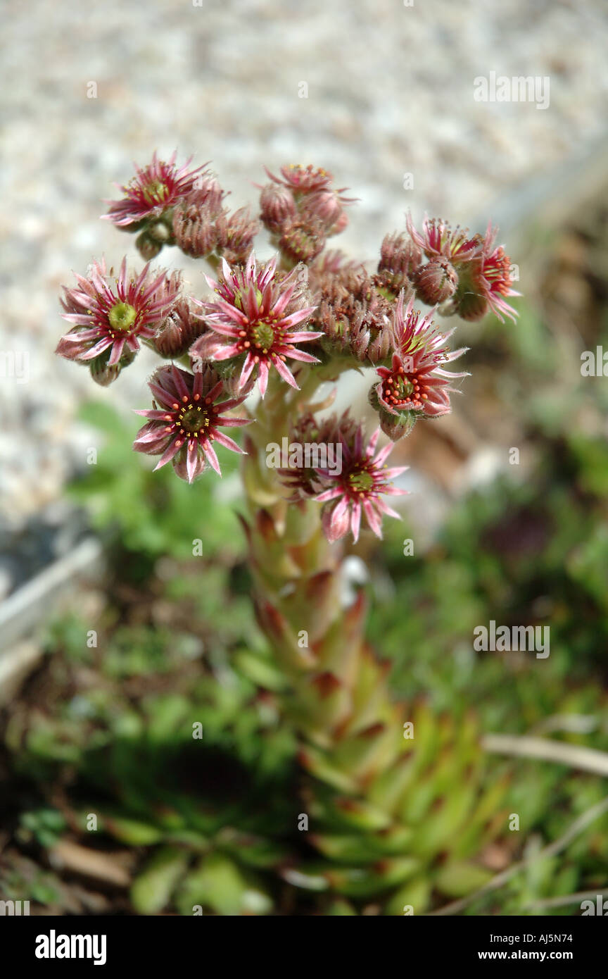 Budded flower hi-res stock photography and images - Alamy