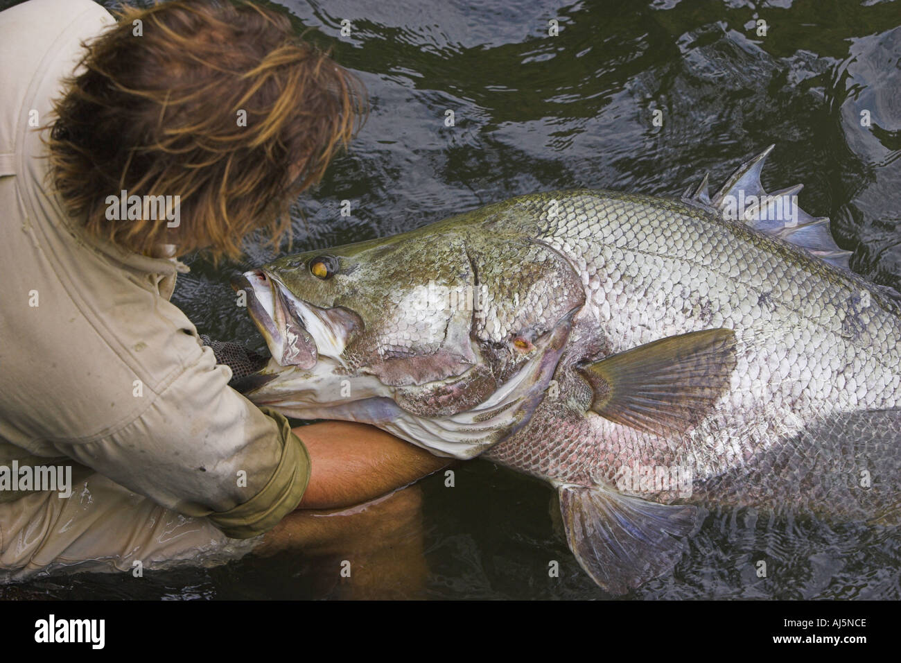 Nile perch Uganda Africa Stock Photo - Alamy
