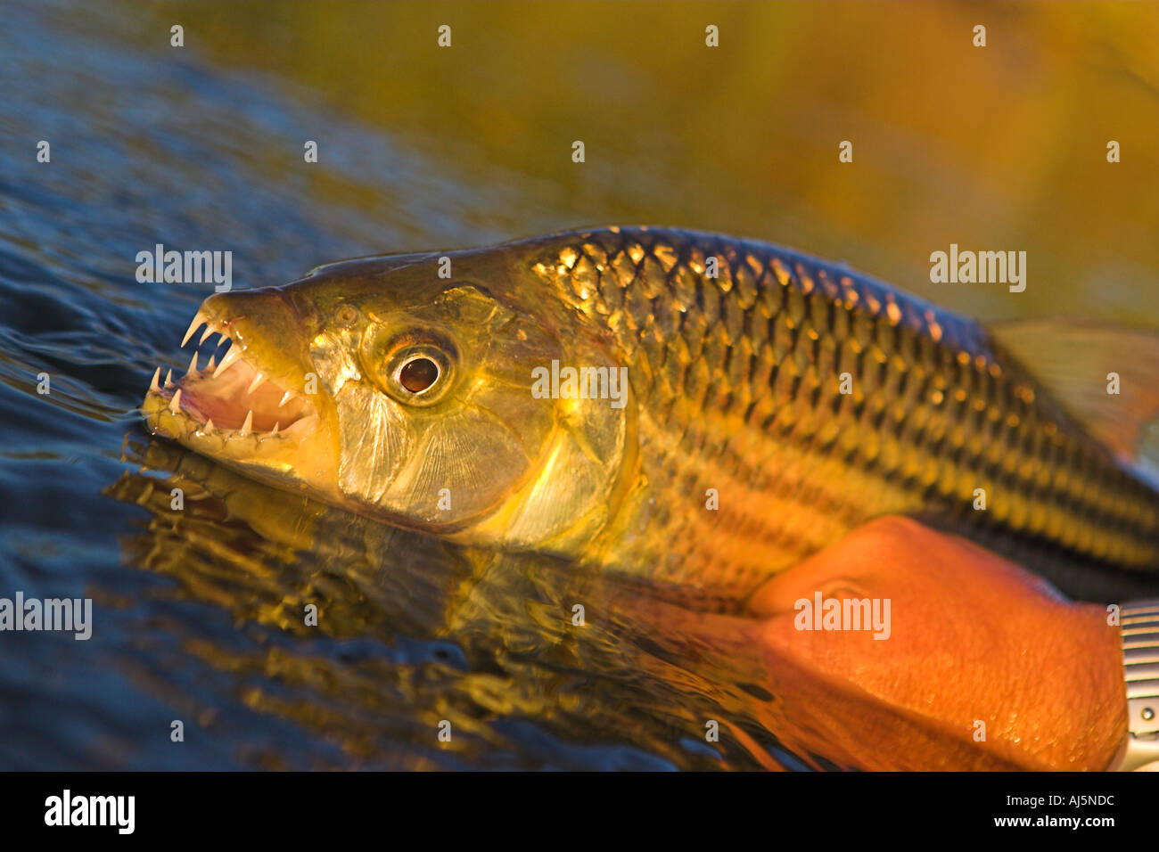 Tiger fish Zambezi river Zambia Africa Stock Photo - Alamy