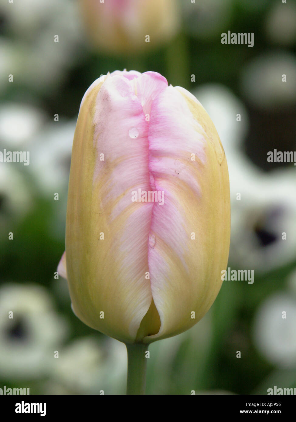 Pink white yellow tulip hi-res stock photography and images - Alamy