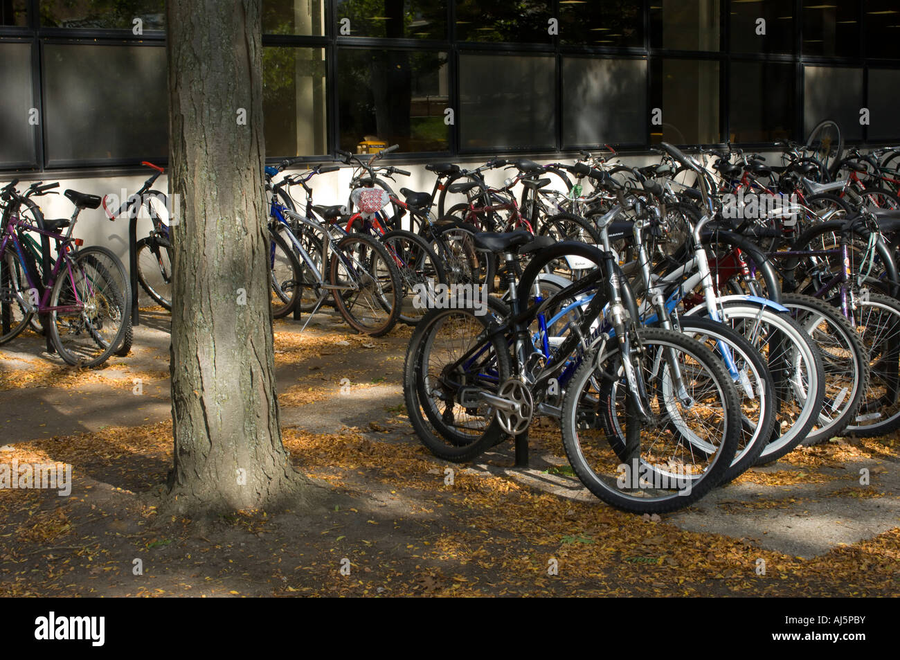 Bicycles outside a building Stock Photo - Alamy