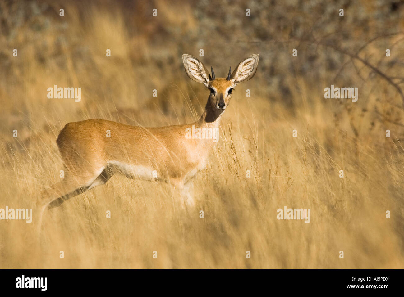 Steenbuck hi-res stock photography and images - Alamy