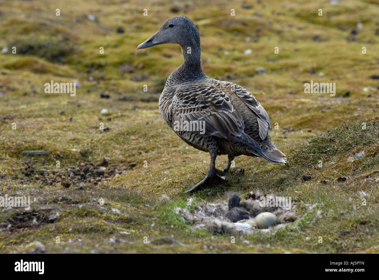 Eider nest hi-res stock photography and images - Alamy