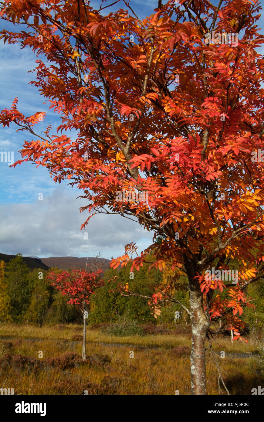 Rowan trees in autumn colours at Braemore Junction Wester Ross Scotland ...