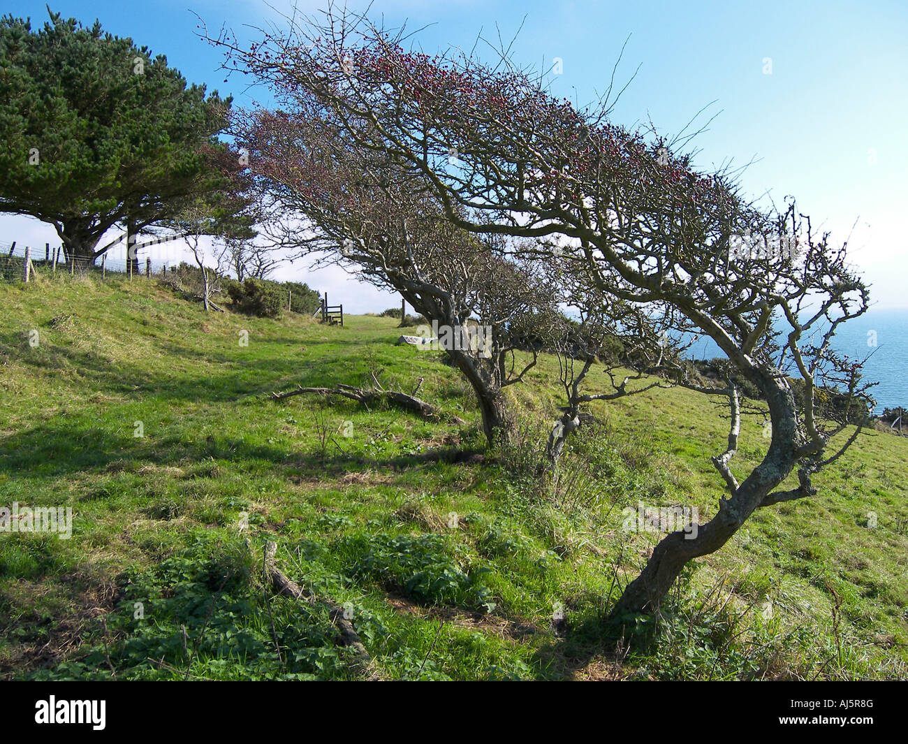 Windblown trees on the SW costal footpath Devon Stock Photo - Alamy