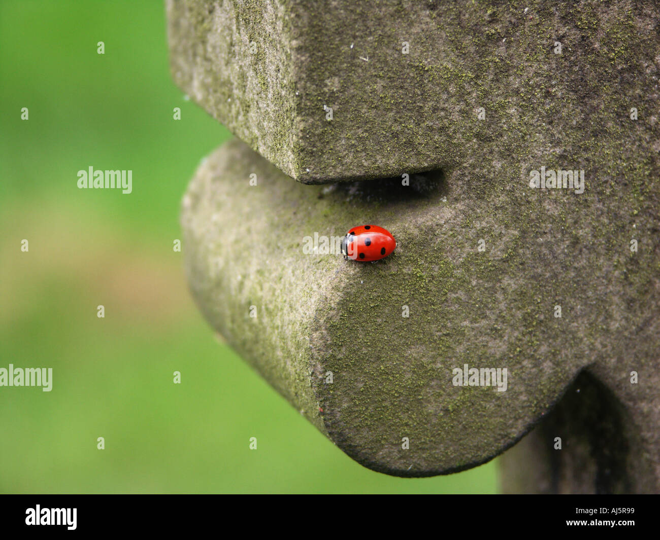 Grave beetle hi-res stock photography and images - Alamy