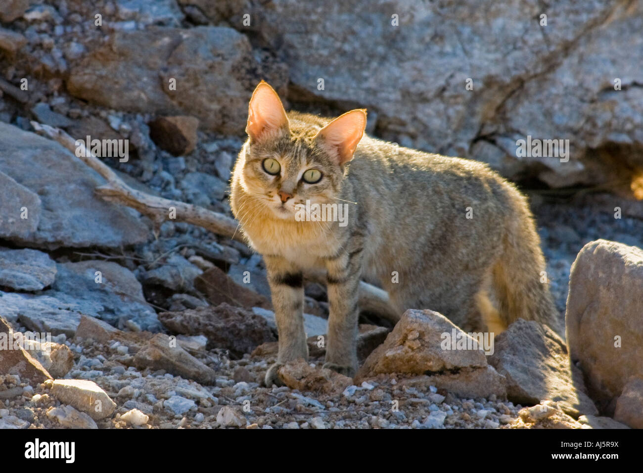 African Jungle Cat Hybrid