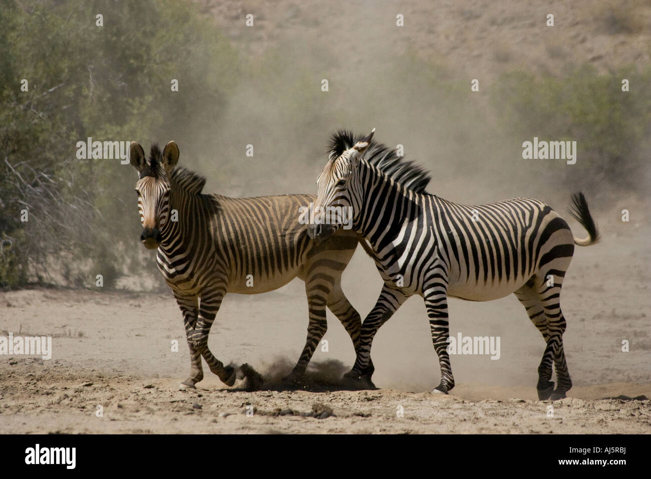 Two mountain zebra kicking up dust Stock Photo - Alamy