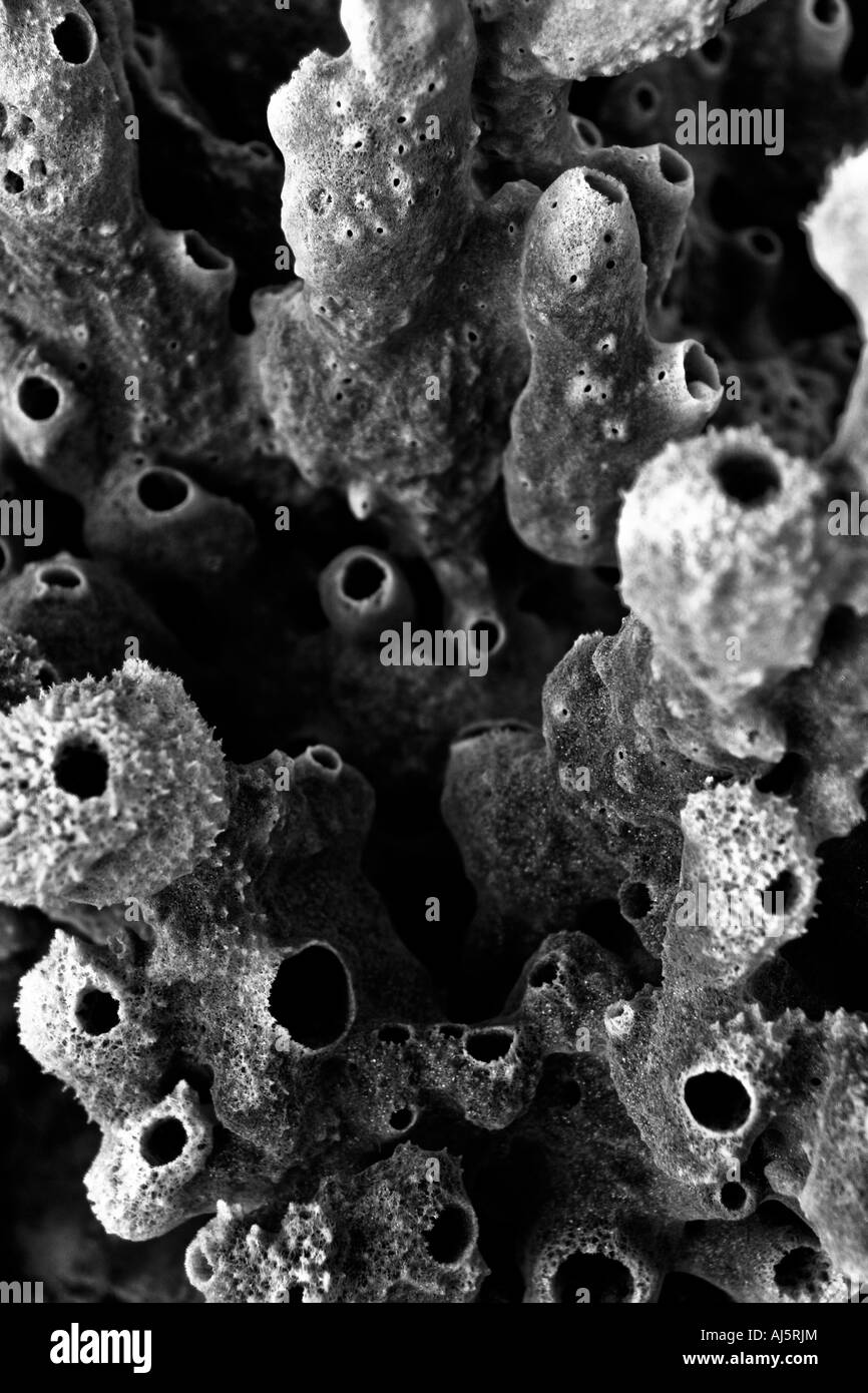 An aerial view of a washed up sponge Stock Photo - Alamy