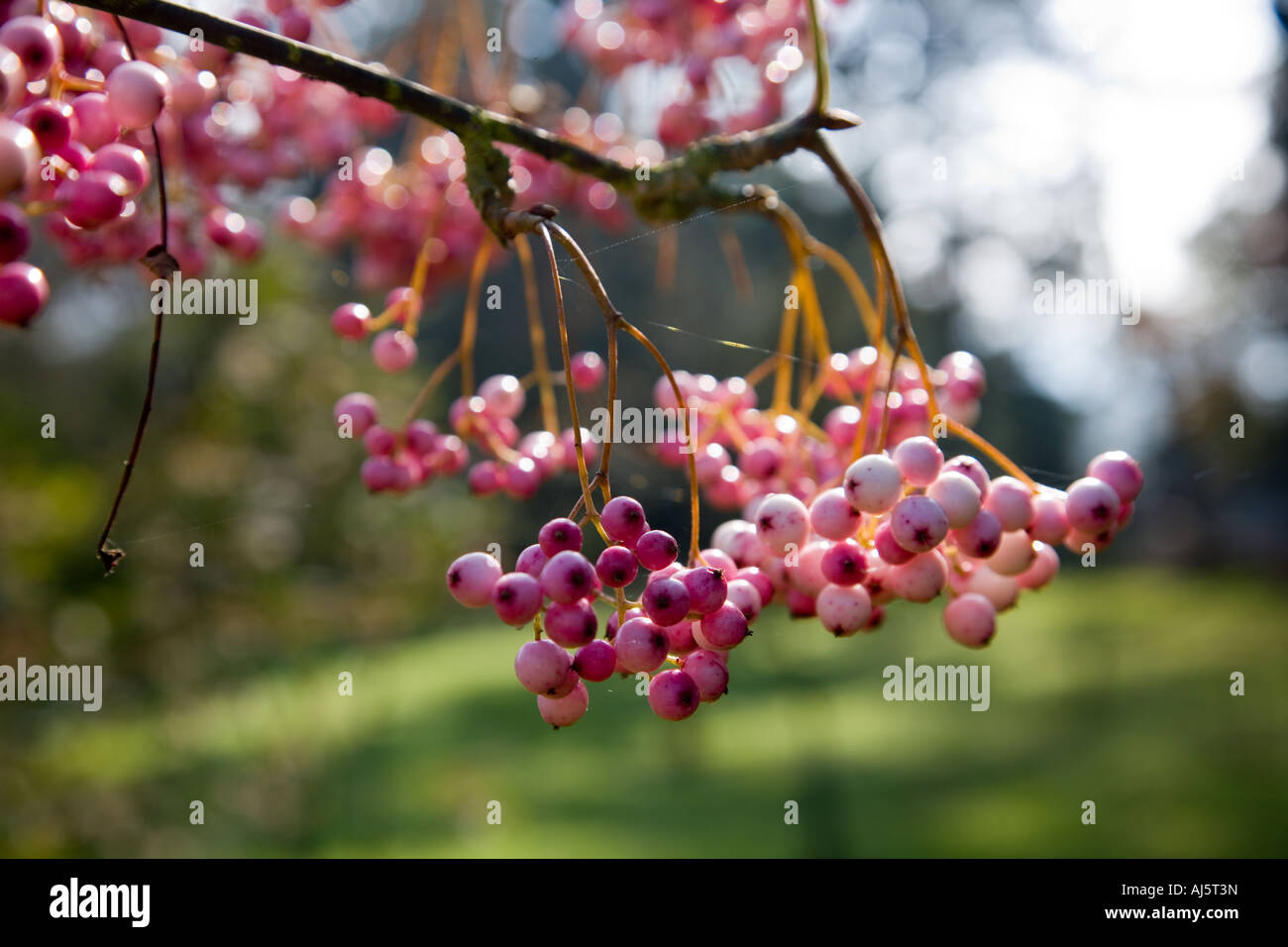 Sorbus berries in the autumn Stock Photo - Alamy
