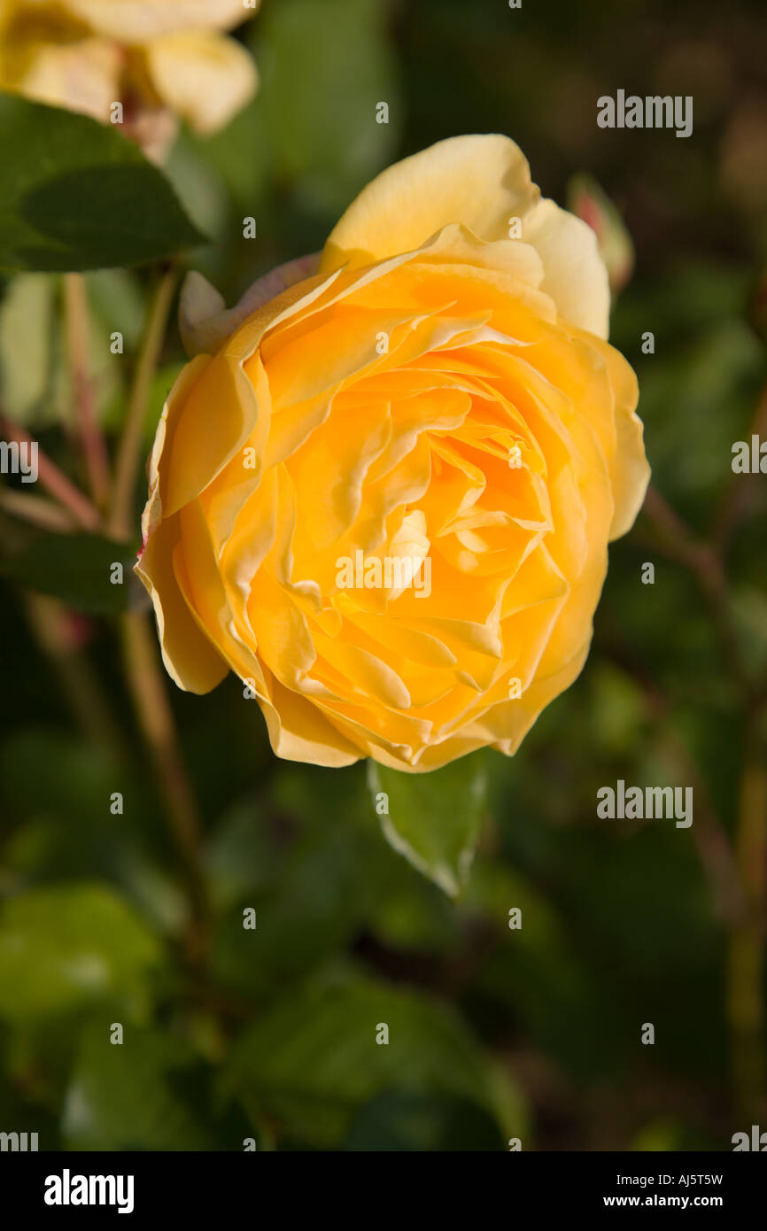 Graham thomas hi-res stock photography and images - Alamy