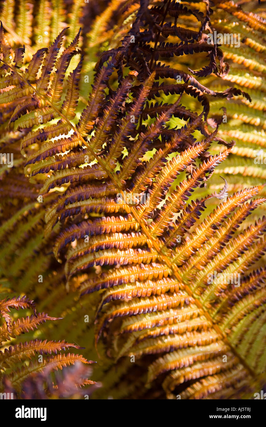 Autumn ferns hi-res stock photography and images - Alamy