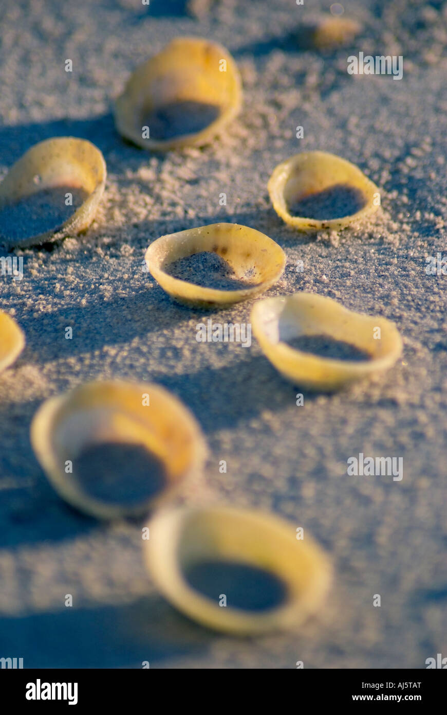 Limpets on beach St Marys Island Isles of Scilly Cornwall UK Stock ...