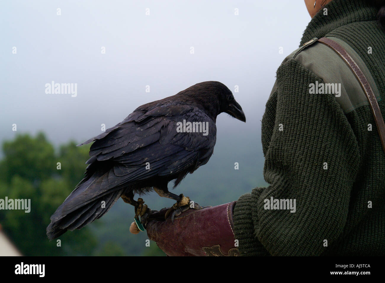 Raven training hi-res stock photography and images - Alamy