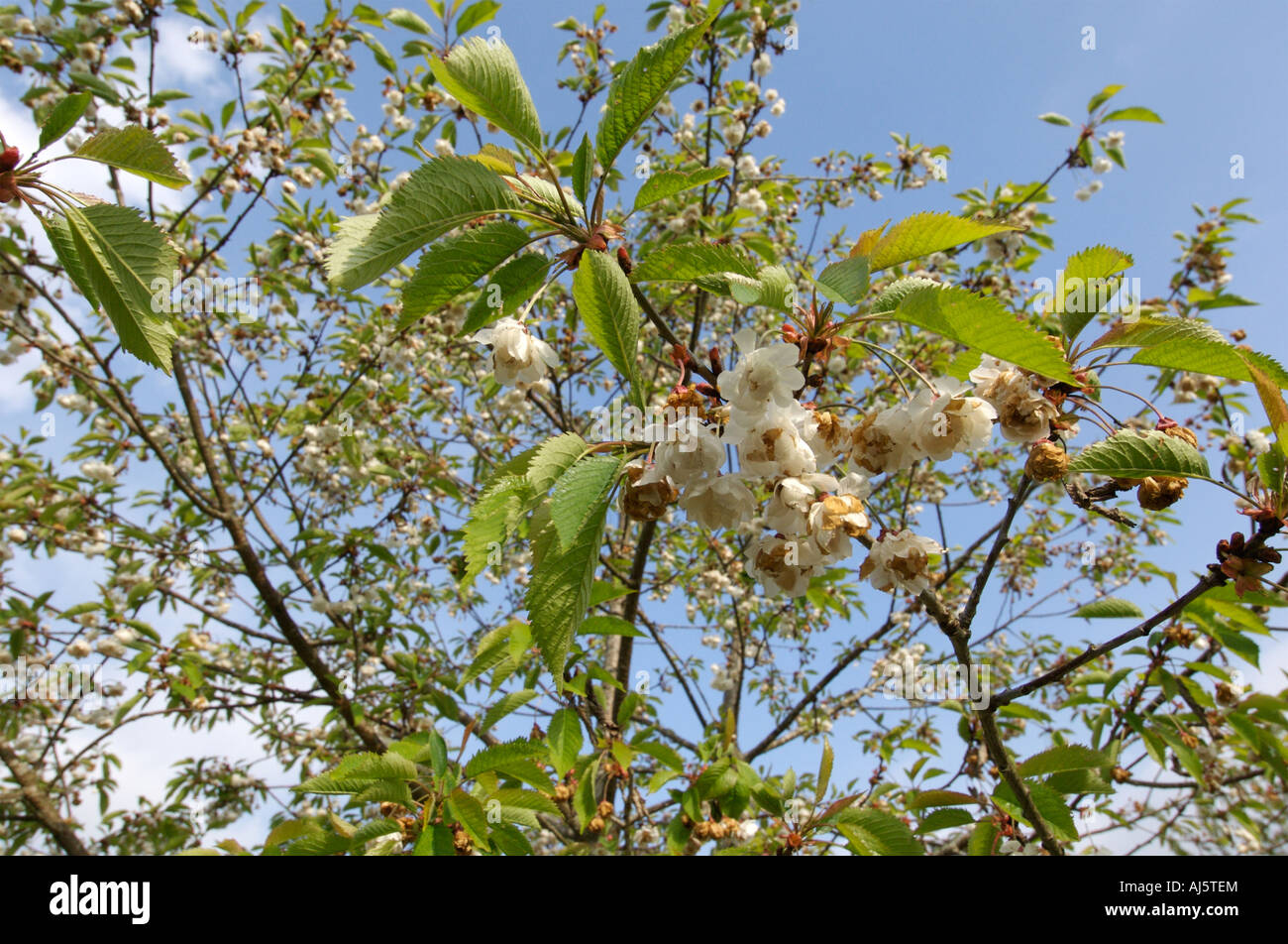 White Cherry Blossom Tree in the Gardens Of Inverlochy Castle Hotel ...