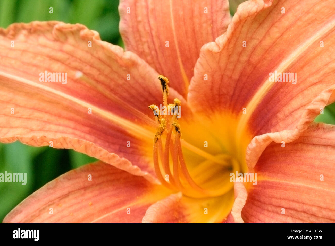 Lily vine hi-res stock photography and images - Alamy